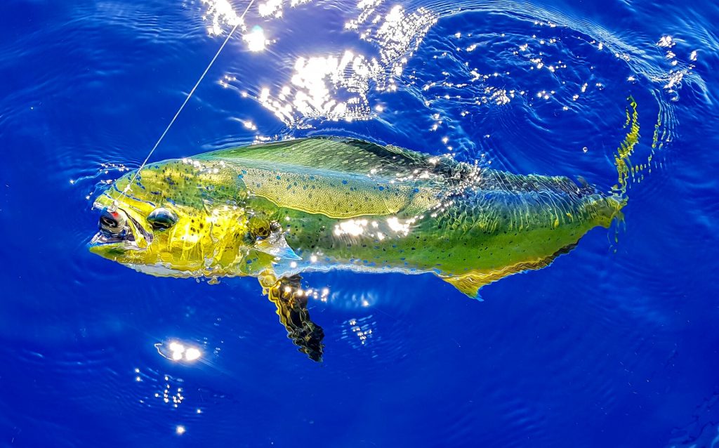 Dorade Coryphène de Guadeloupe - Julien guide de peche en Guadeloupe