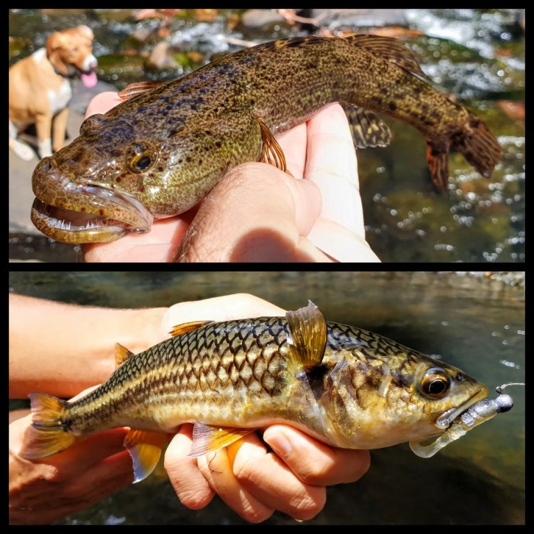 Poissons d'eau douce de Guadeloupe - Julien guide de peche en Guadeloupe